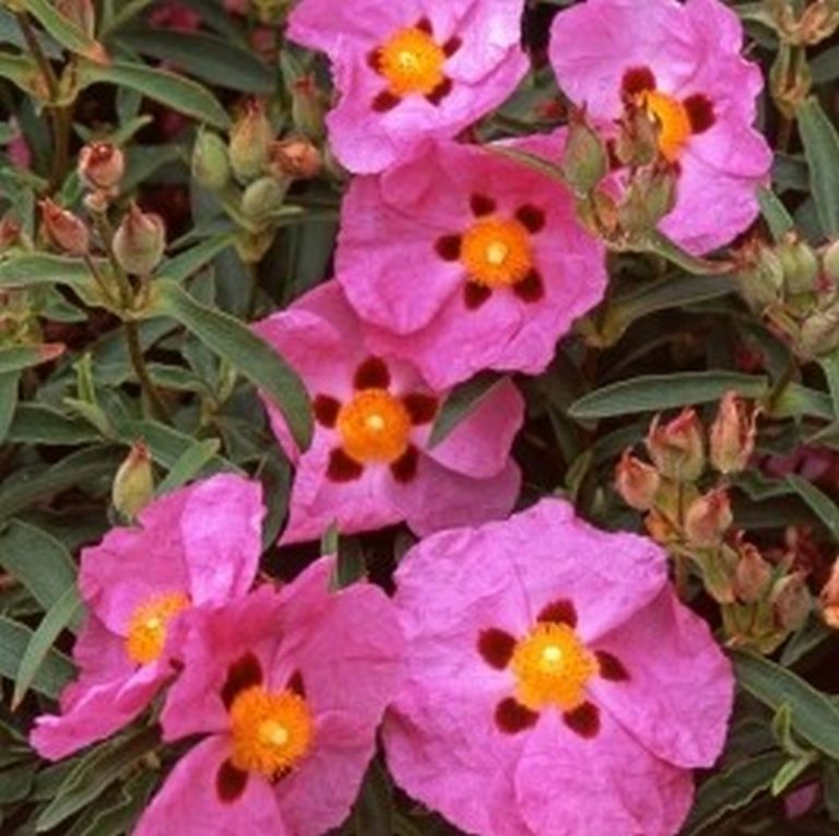Purple Rockrose | Star Nursery Garden and Rock Centers