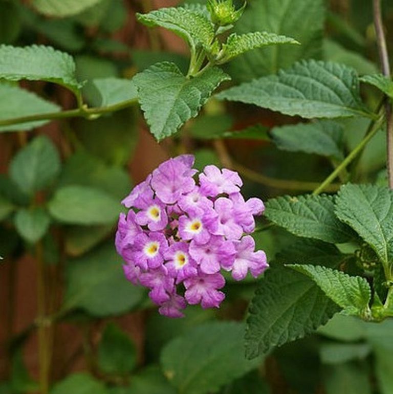 Purple Trailing Lantana | Star Nursery Garden and Rock Centers