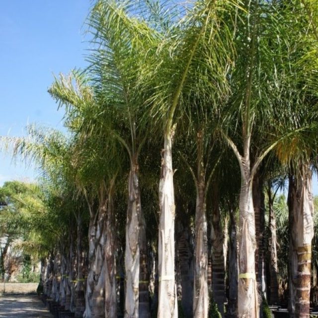 Queen Palm | Star Nursery Garden and Rock Centers