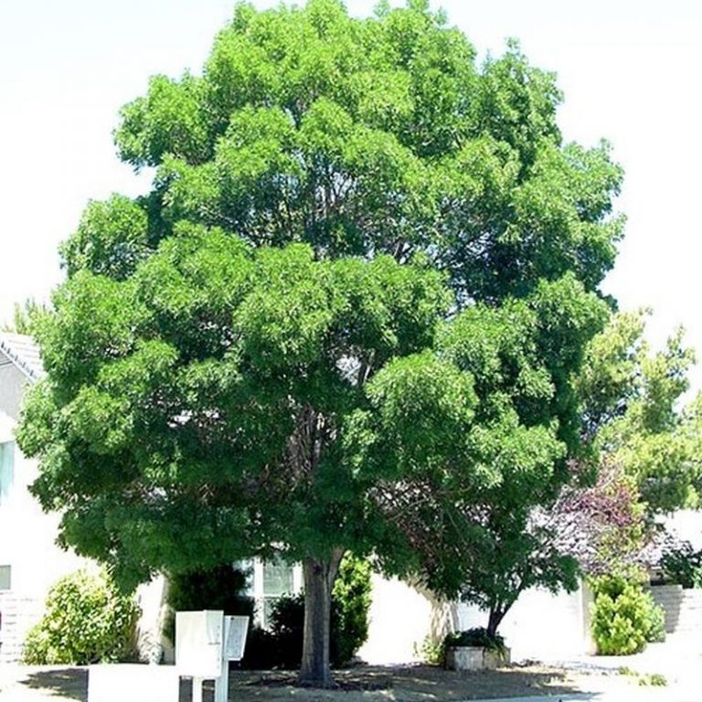 Raywood Ash | Star Nursery Garden and Rock Centers