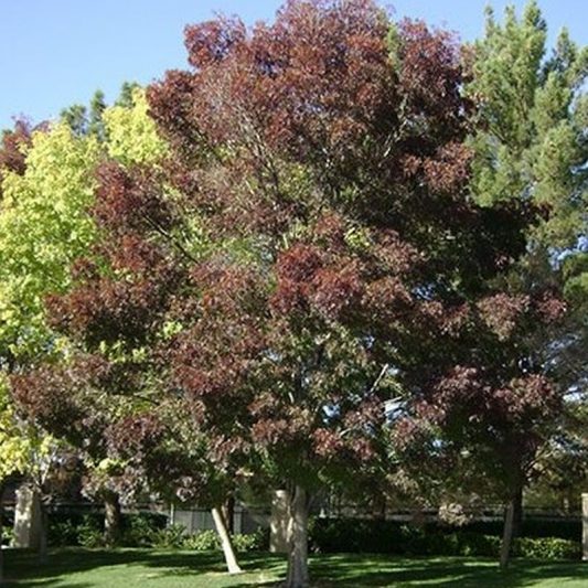 Raywood Ash | Star Nursery Garden and Rock Centers