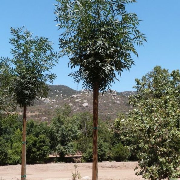 Raywood Ash | Star Nursery Garden and Rock Centers