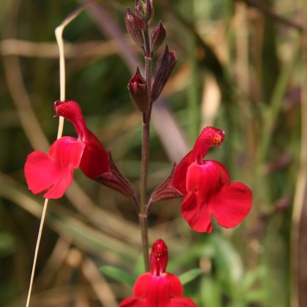Red Autumn Sage | Star Nursery Garden and Rock Centers