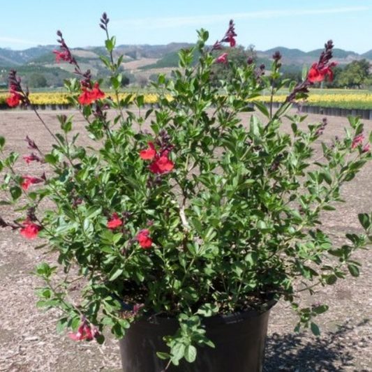 Red Autumn Sage | Star Nursery Garden and Rock Centers