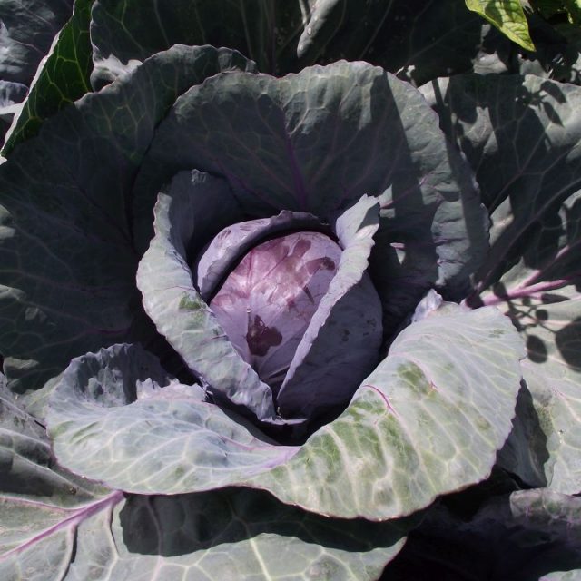 Red Cabbage | Star Nursery Garden and Rock Centers