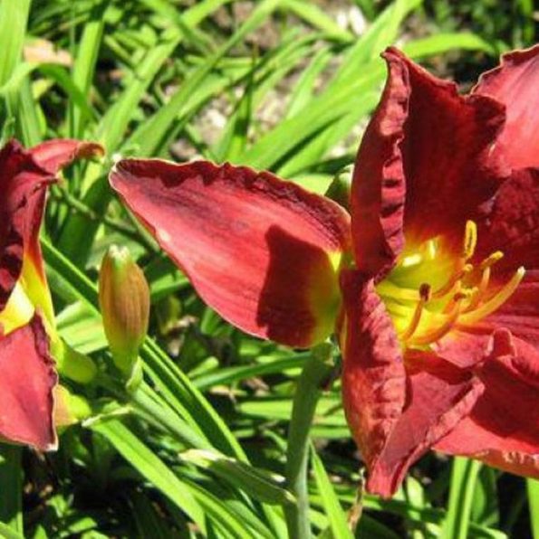 Red Chalice Daylily | Star Nursery Garden and Rock Centers