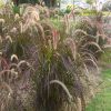 Red Fountain Grass | Star Nursery Garden and Rock Centers