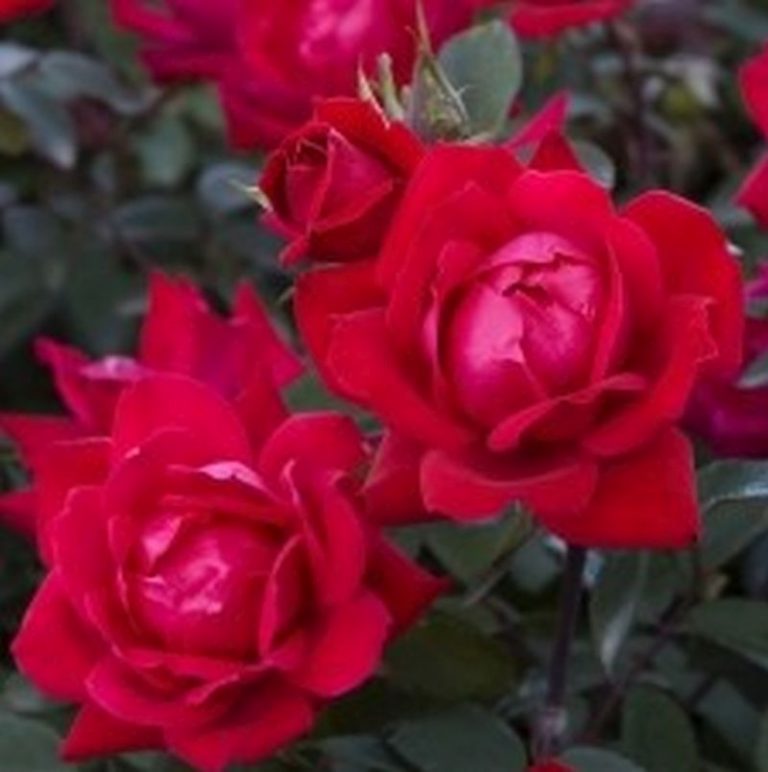 Double Coral Drift Rose | Star Nursery Garden and Rock Centers