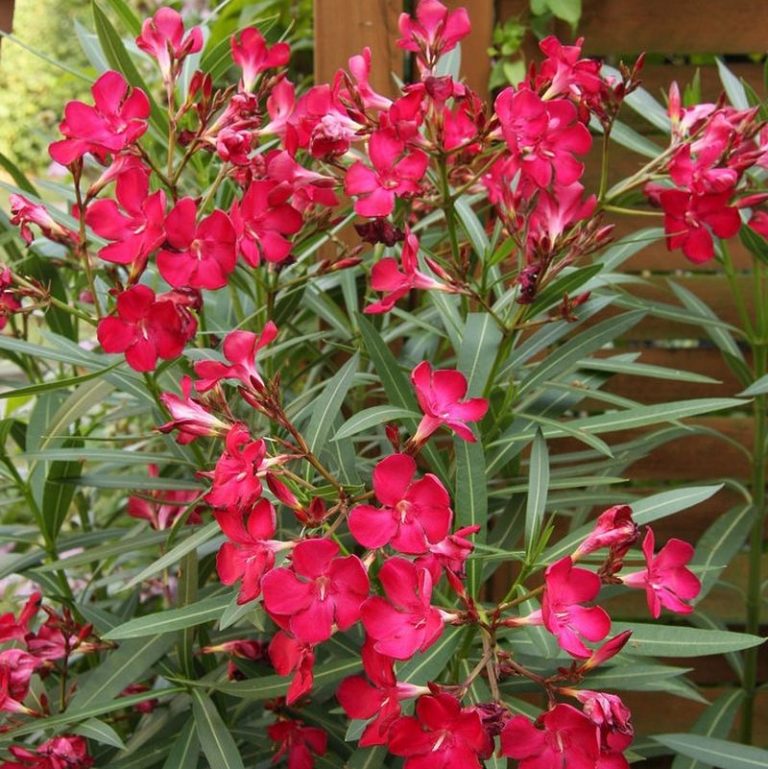 Red Oleander | Star Nursery Garden and Rock Centers