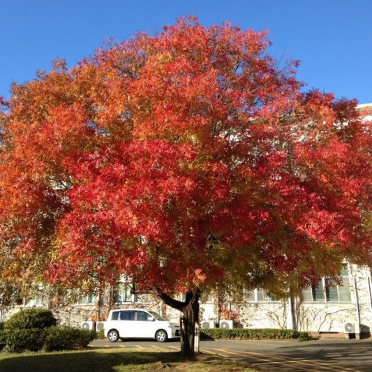 Red Push Pistache | Star Nursery Garden and Rock Centers