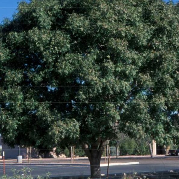 Red Push Pistache | Star Nursery Garden and Rock Centers