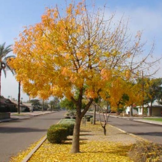 Red Push Pistache | Star Nursery Garden and Rock Centers