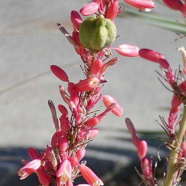 Red Yucca | Star Nursery Garden and Rock Centers
