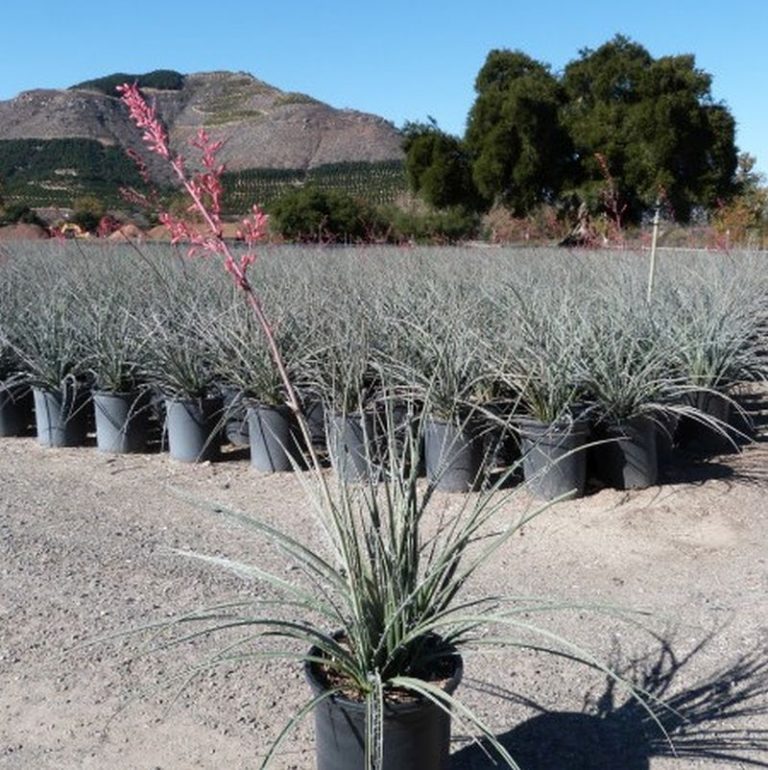 Red Yucca | Star Nursery Garden and Rock Centers