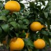 Rio Red Grapefruit Tree | Star Nursery Garden and Rock Centers