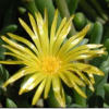 Rocky Point Ice Plant | Star Nursery Garden and Rock Centers