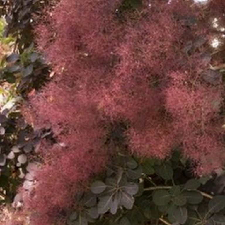 Royal Purple Smoke Bush | Star Nursery Garden and Rock Centers