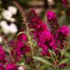 Royal Red Butterfly Bush | Star Nursery Garden and Rock Centers