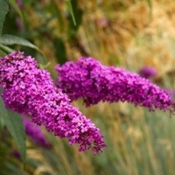 Royal Red Butterfly Bush | Star Nursery Garden and Rock Centers