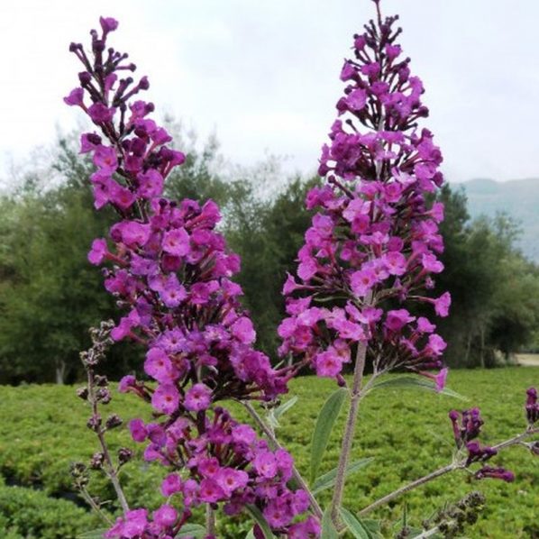 Royal Red Butterfly Bush | Star Nursery Garden and Rock Centers