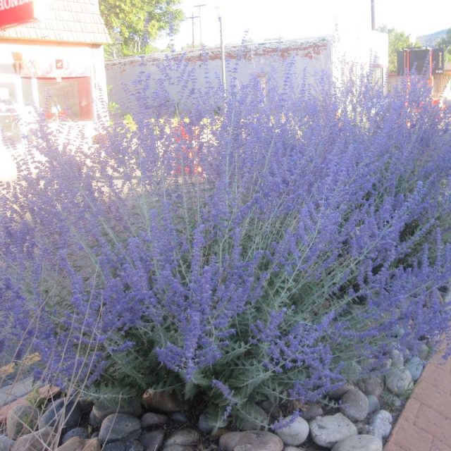 Russian Sage | Star Nursery Garden and Rock Centers