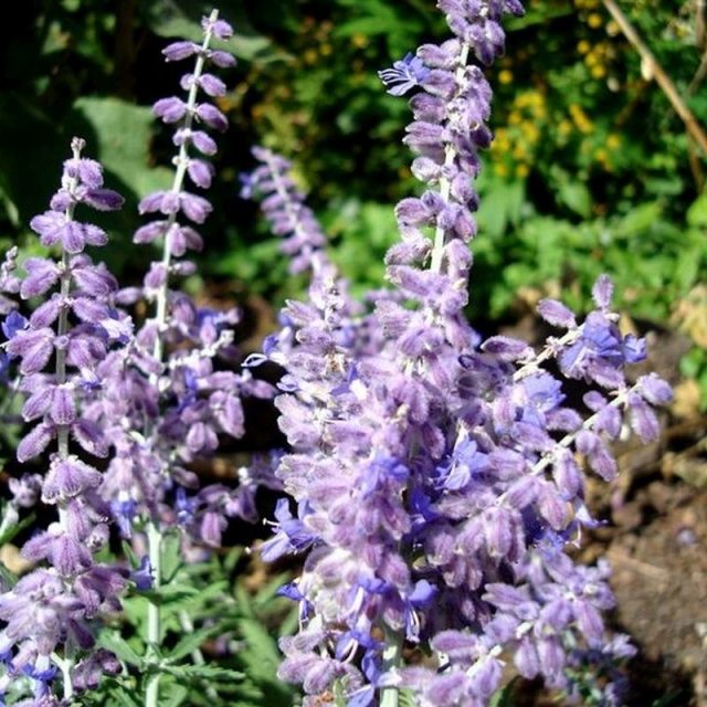 Russian Sage | Star Nursery Garden and Rock Centers
