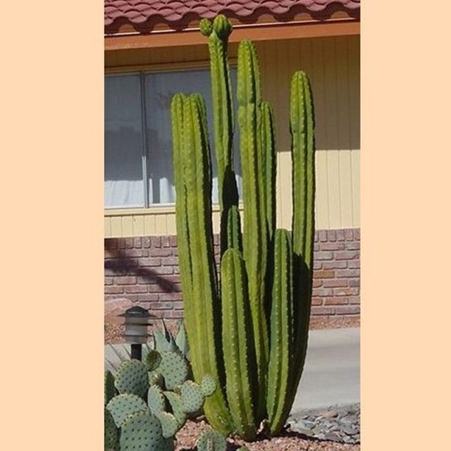 San Pedro Cactus | Star Nursery Garden and Rock Centers