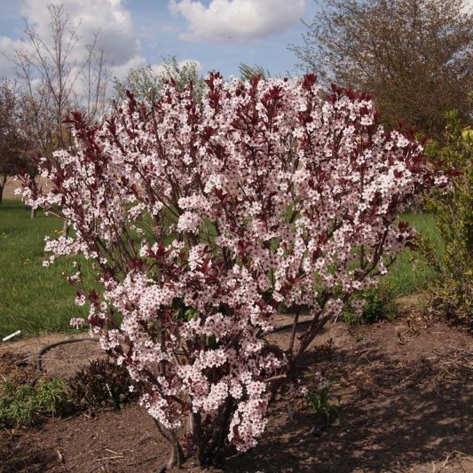 Sand Cherry | Star Nursery Garden and Rock Centers