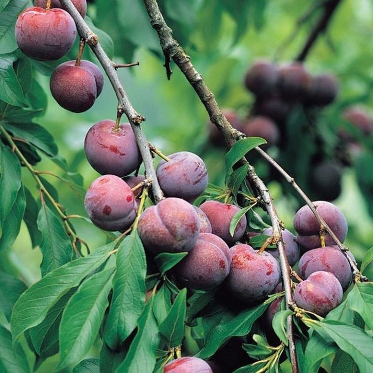 Santa Rosa Plum | Star Nursery Garden and Rock Centers