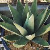 Shark Skin Agave | Star Nursery Garden and Rock Centers