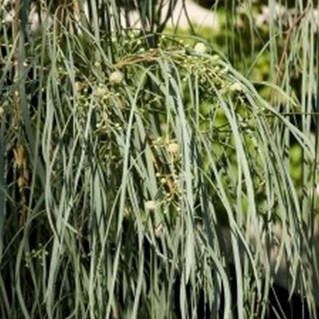 Shoestring Acacia Tree | Star Nursery Garden and Rock Centers