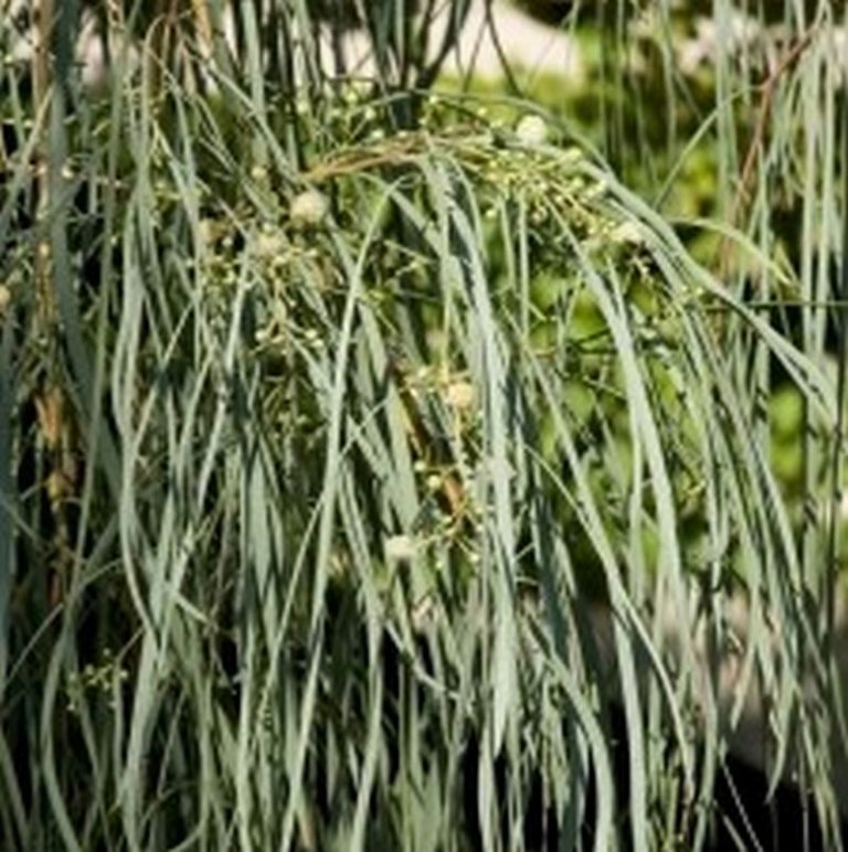 Shoestring Acacia Tree | Star Nursery Garden and Rock Centers