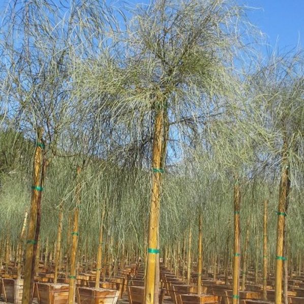 Shoestring Acacia Tree | Star Nursery Garden and Rock Centers