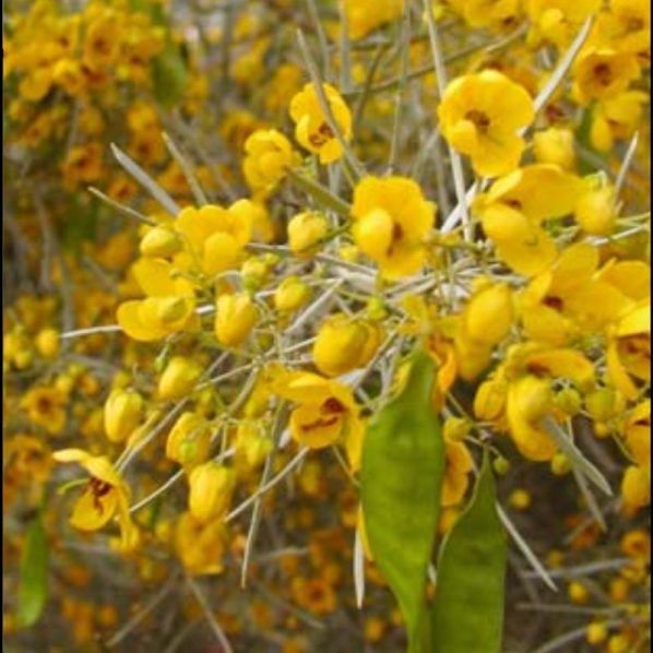 Sickle Leaf Cassia | Star Nursery Garden and Rock Centers