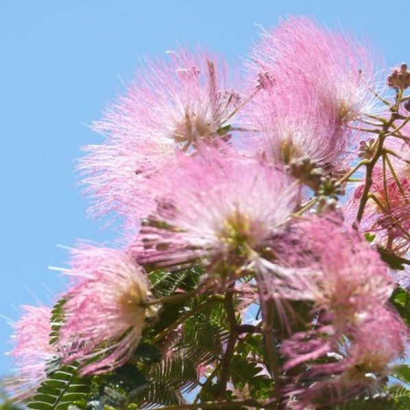 Silk Tree | Star Nursery Garden and Rock Centers