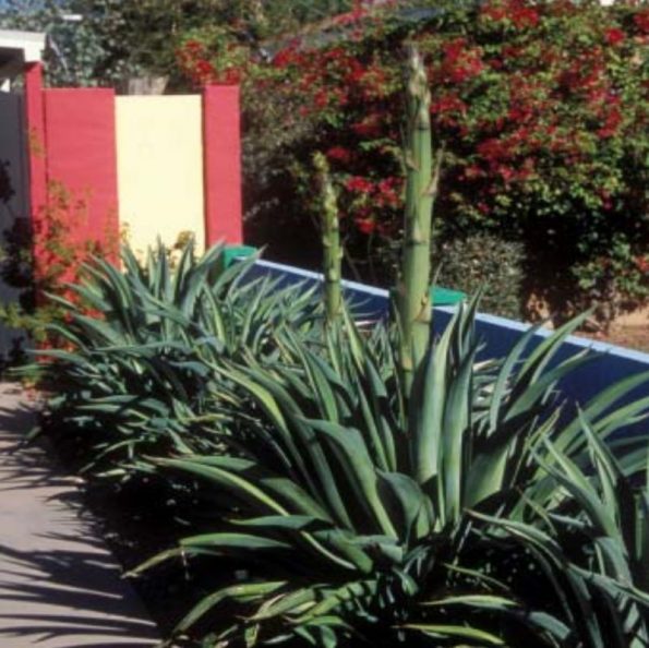 Smooth Agave | Star Nursery Garden and Rock Centers