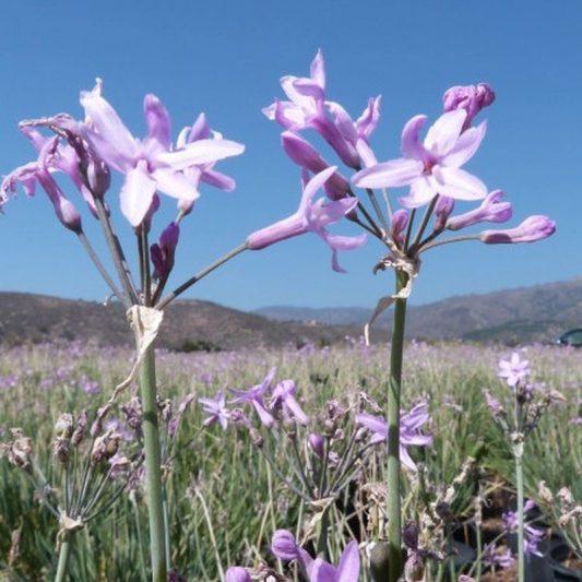 Society Garlic | Star Nursery Garden and Rock Centers