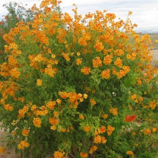 Solar Flare Bells | Star Nursery Garden and Rock Centers