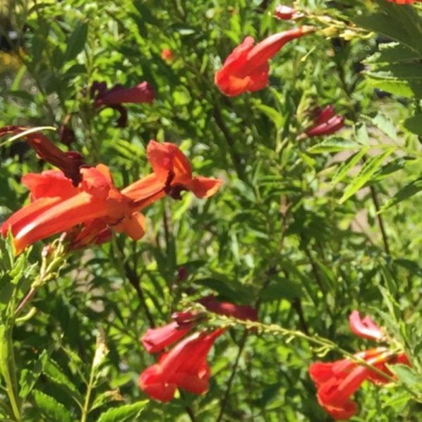 Solar Flare Bells | Star Nursery Garden and Rock Centers