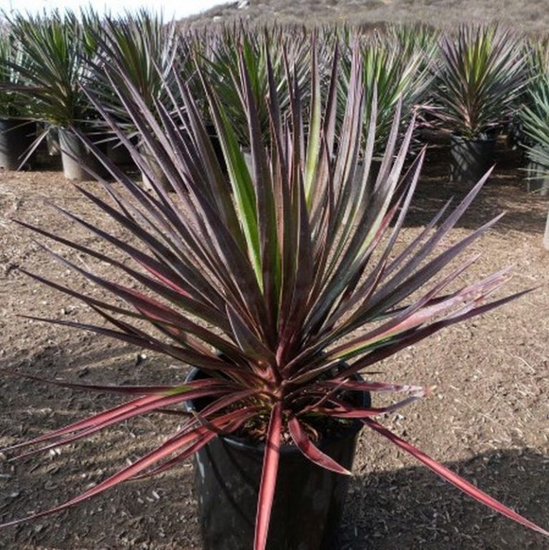 Spanish Bayonet Yucca | Star Nursery Garden and Rock Centers