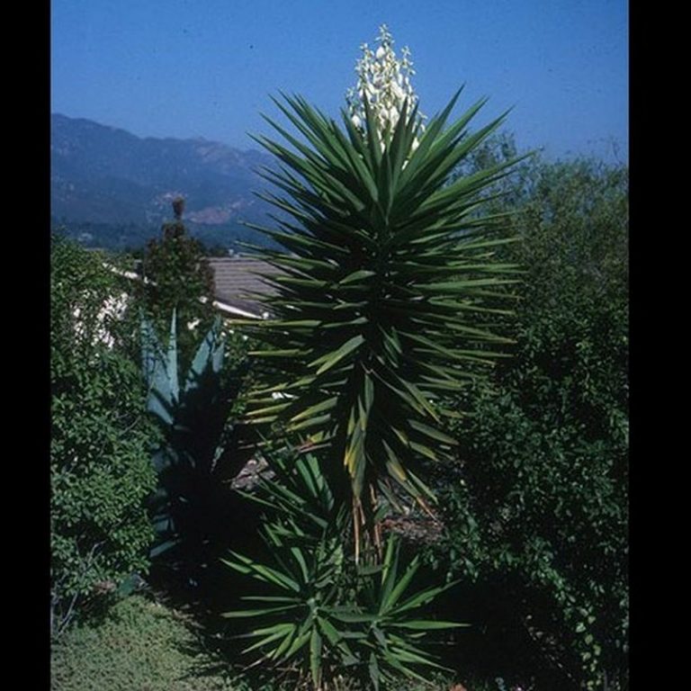 Spanish Dagger Yucca | Star Nursery Garden and Rock Centers