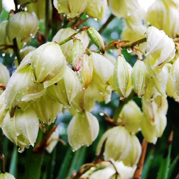 Spanish Dagger Yucca | Star Nursery Garden and Rock Centers