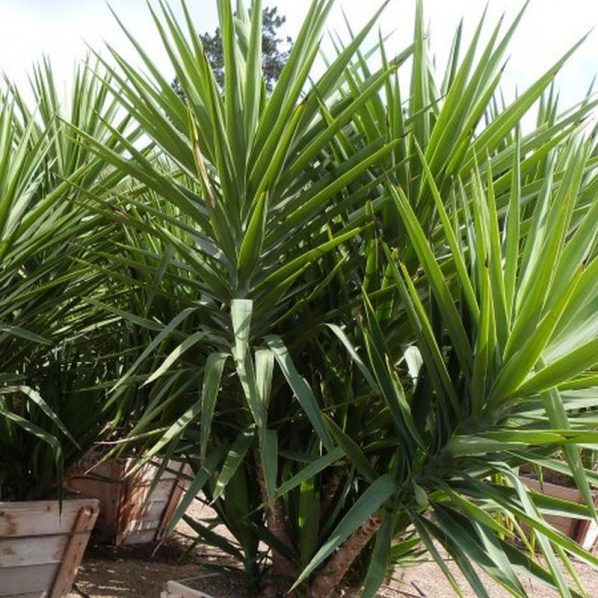 Spanish Dagger Yucca | Star Nursery Garden and Rock Centers