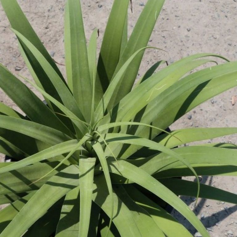 Spider Agave | Star Nursery Garden and Rock Centers