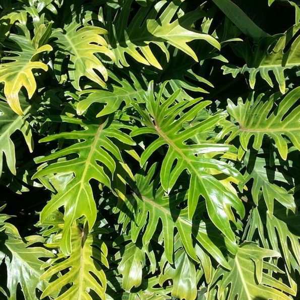 Split Leaf Philodendron | Star Nursery Garden and Rock Centers