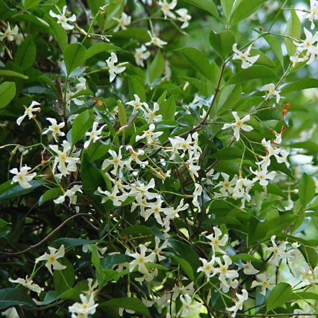 Star Jasmine Staked | Star Nursery Garden and Rock Centers