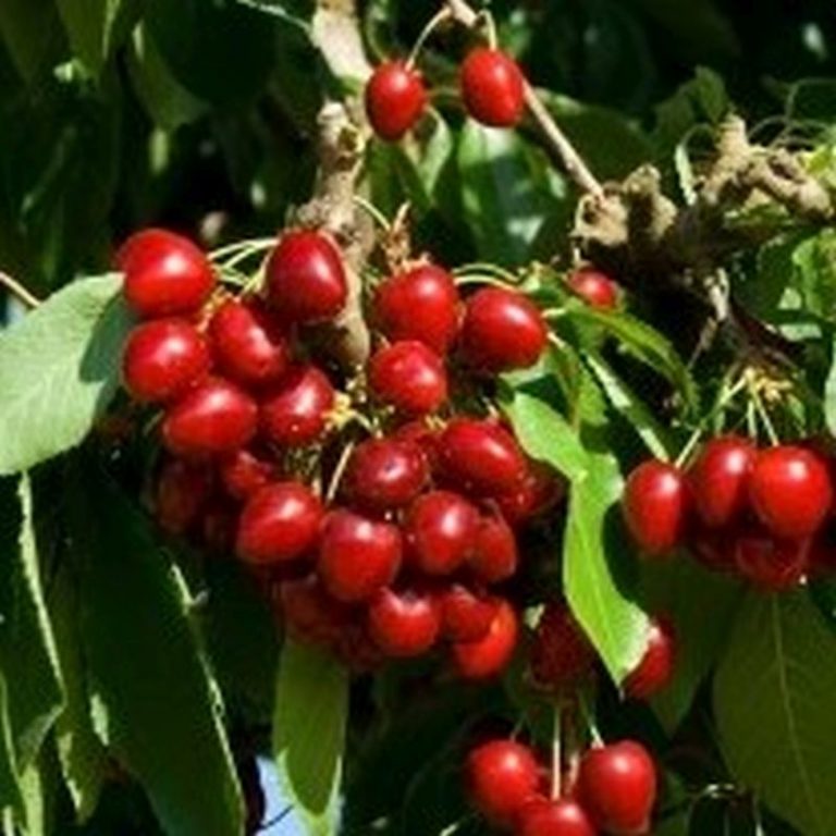 Stella Cherry | Star Nursery Garden and Rock Centers