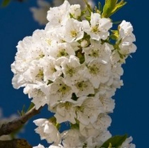 Stella Cherry | Star Nursery Garden and Rock Centers