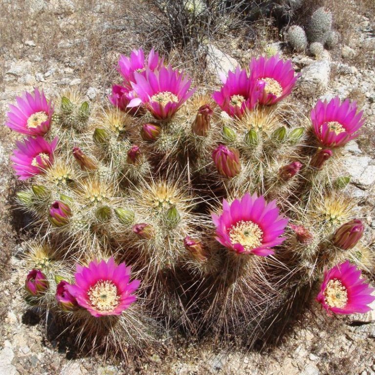 Strawberry Hedgehog | Star Nursery Garden and Rock Centers