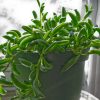 String of Banaba Succulent | Star Nursery Garden and Rock Centers